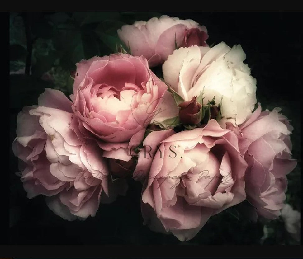 Dark Roses without Script Decoupage Paper- A1 size – Rock Me Revamp